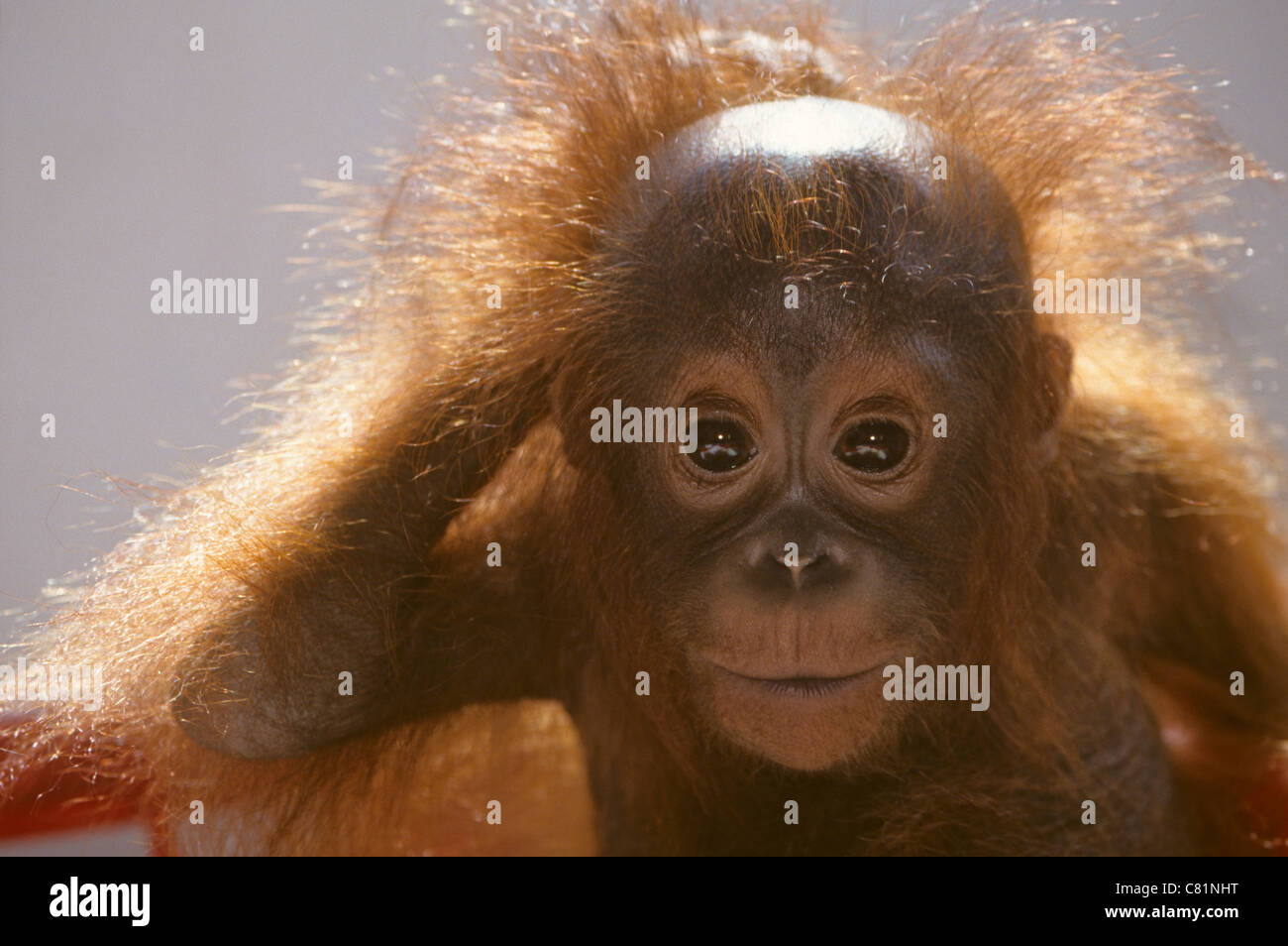 Back lit portrait of an orphaned baby orangutan at an orangutan ...