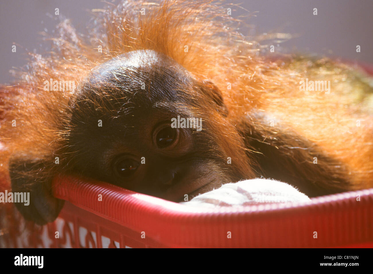 Back lit portrait of an orphaned baby orangutan at an orangutan ...