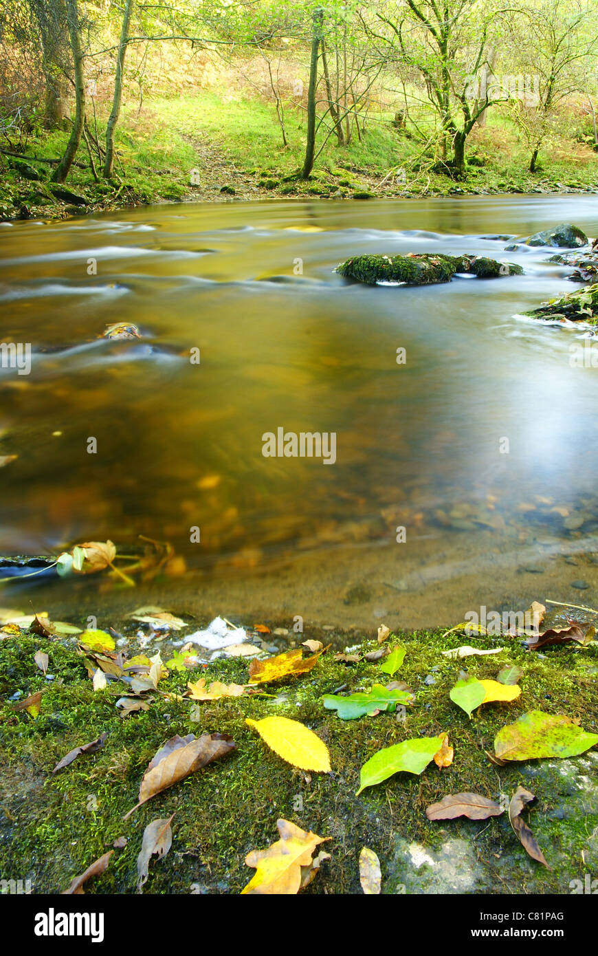 Autumn leaves on a banks of the River Ceiriog in North East Wales Stock ...