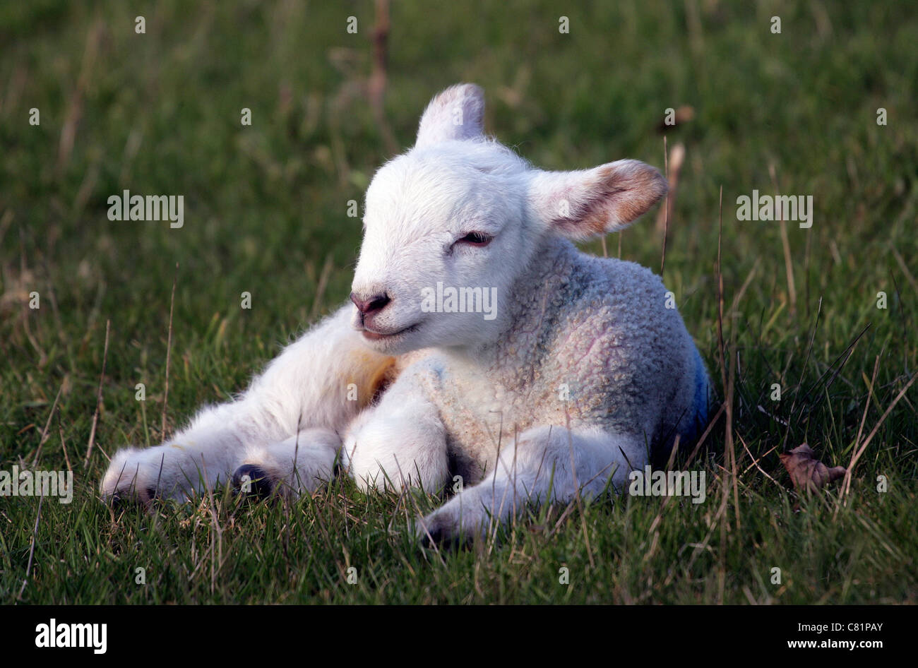 Intimate portrait of an early spring lamb Stock Photo - Alamy