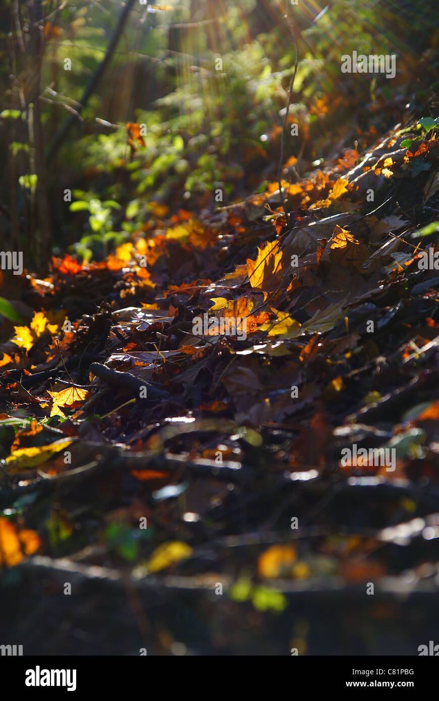 Tree leaves lit by the sun hi-res stock photography and images - Alamy