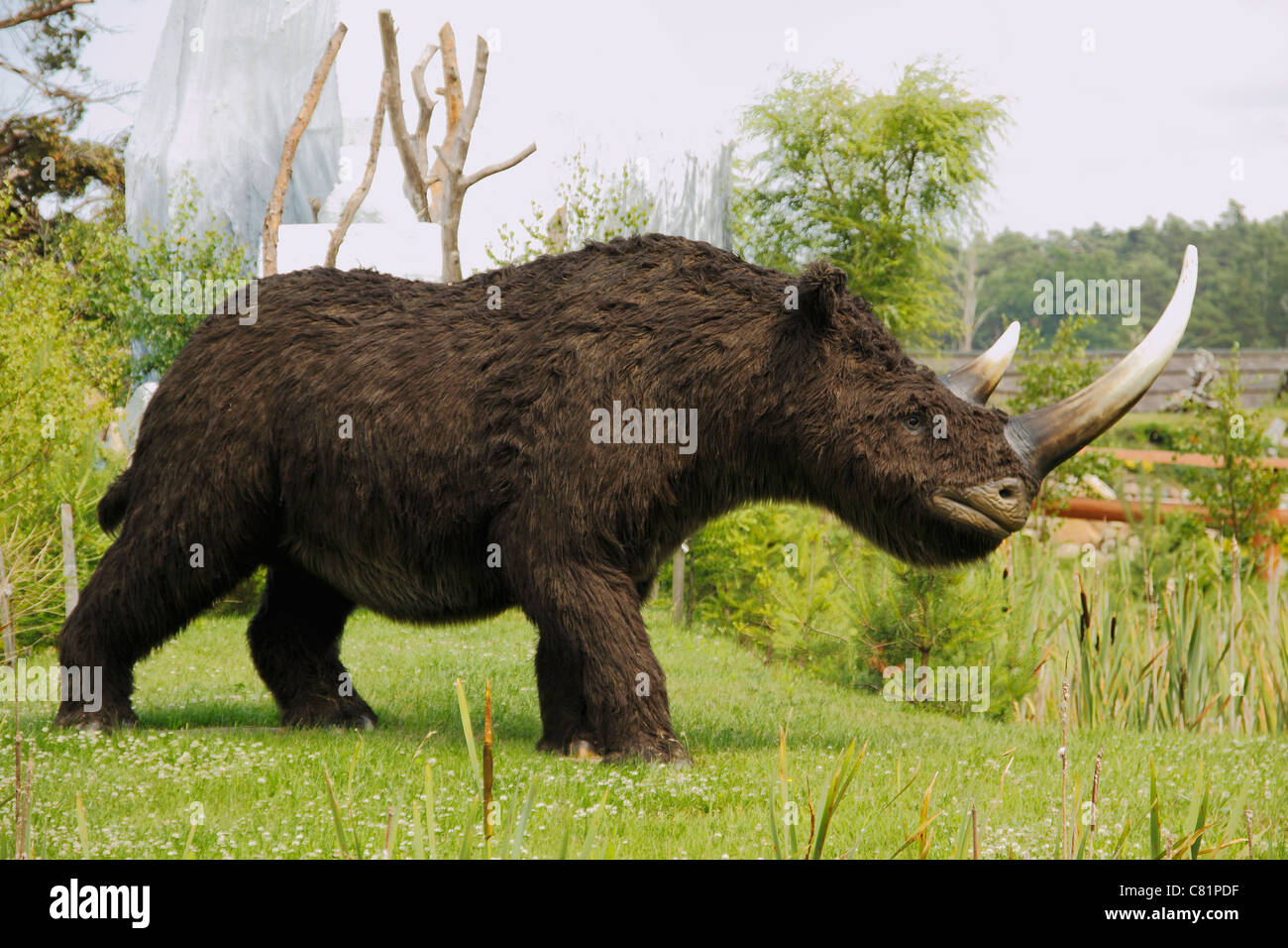 Woolly rhinoceros (Coelodonta antiquitatis) in Leba Park (dinosaur ...