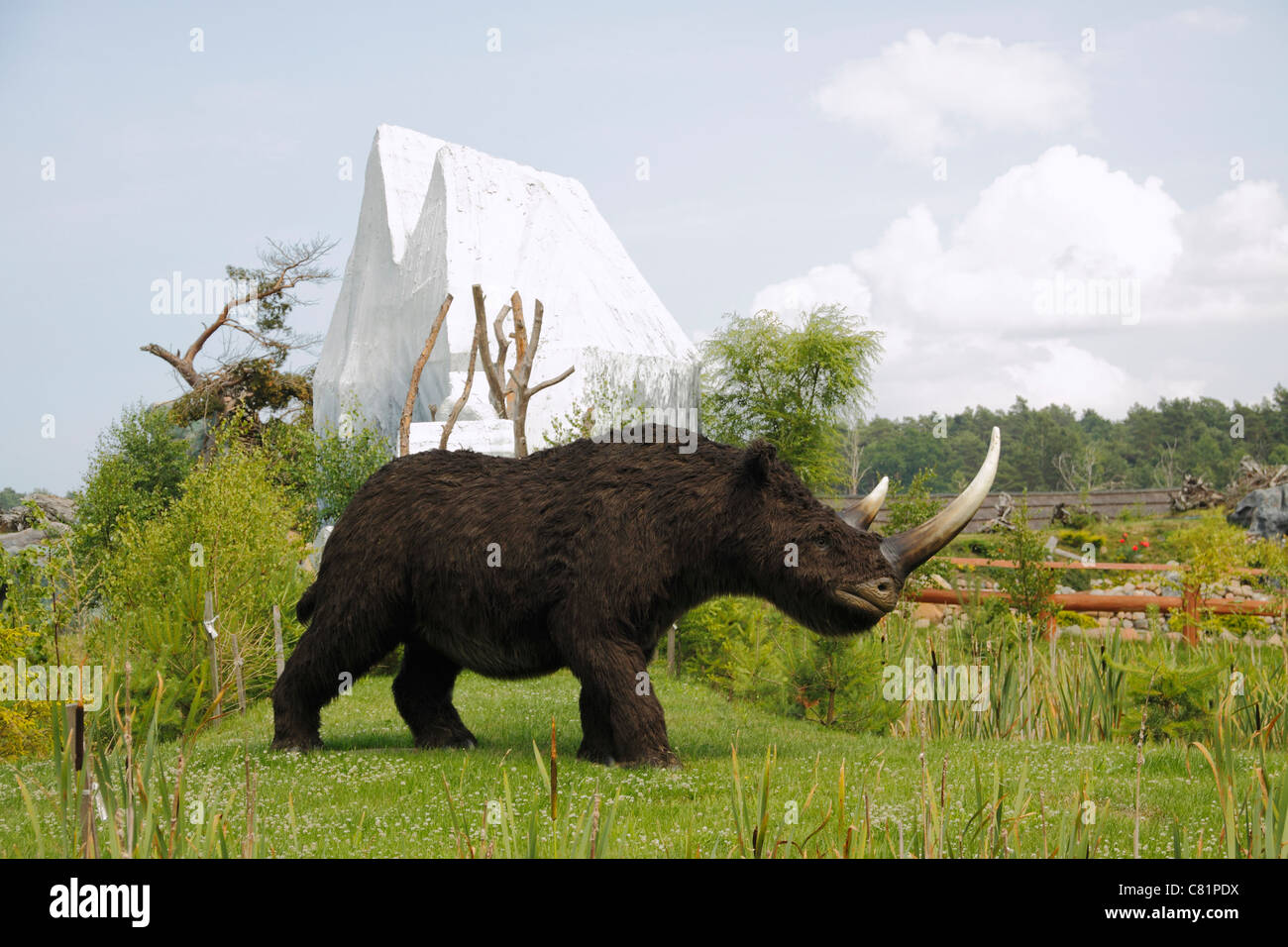 Woolly rhinoceros (Coelodonta antiquitatis) in Leba Park (dinosaur ...