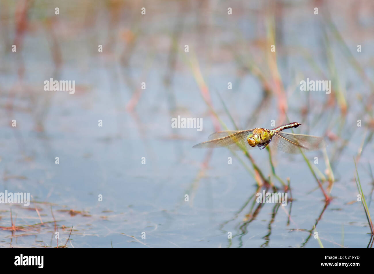 Anax imperator, Female in flight, Sesimbra-Portugal Stock Photo - Alamy