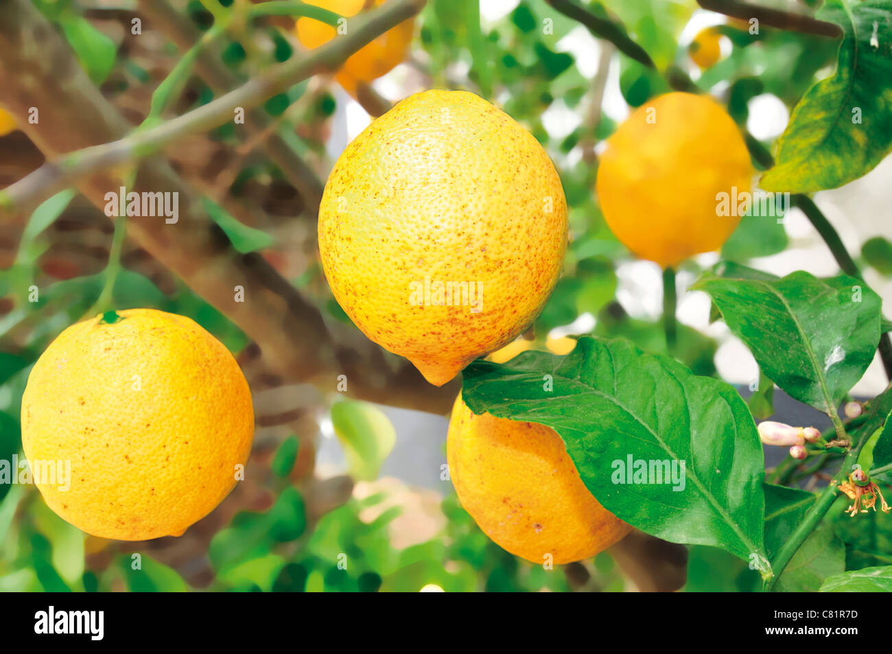 Monte limón hi-res stock photography and images - Alamy