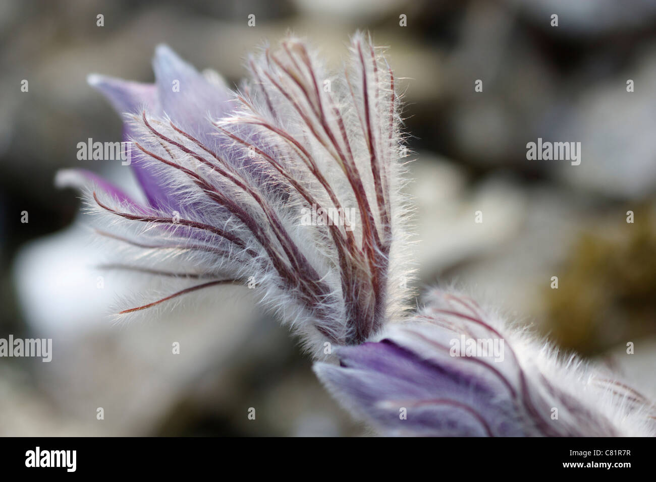 Halleri hi-res stock photography and images - Alamy