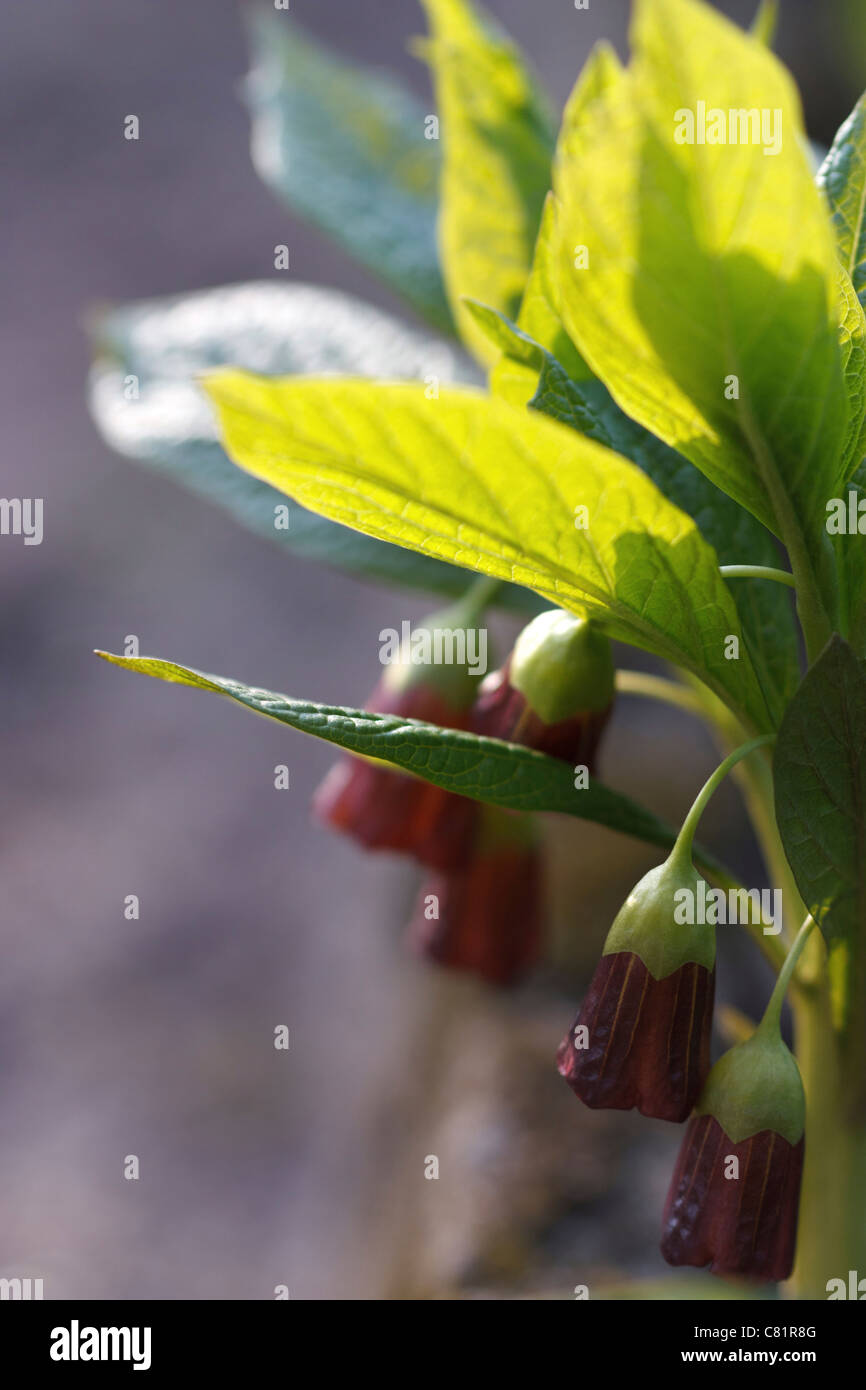 Scopolia hi-res stock photography and images - Alamy