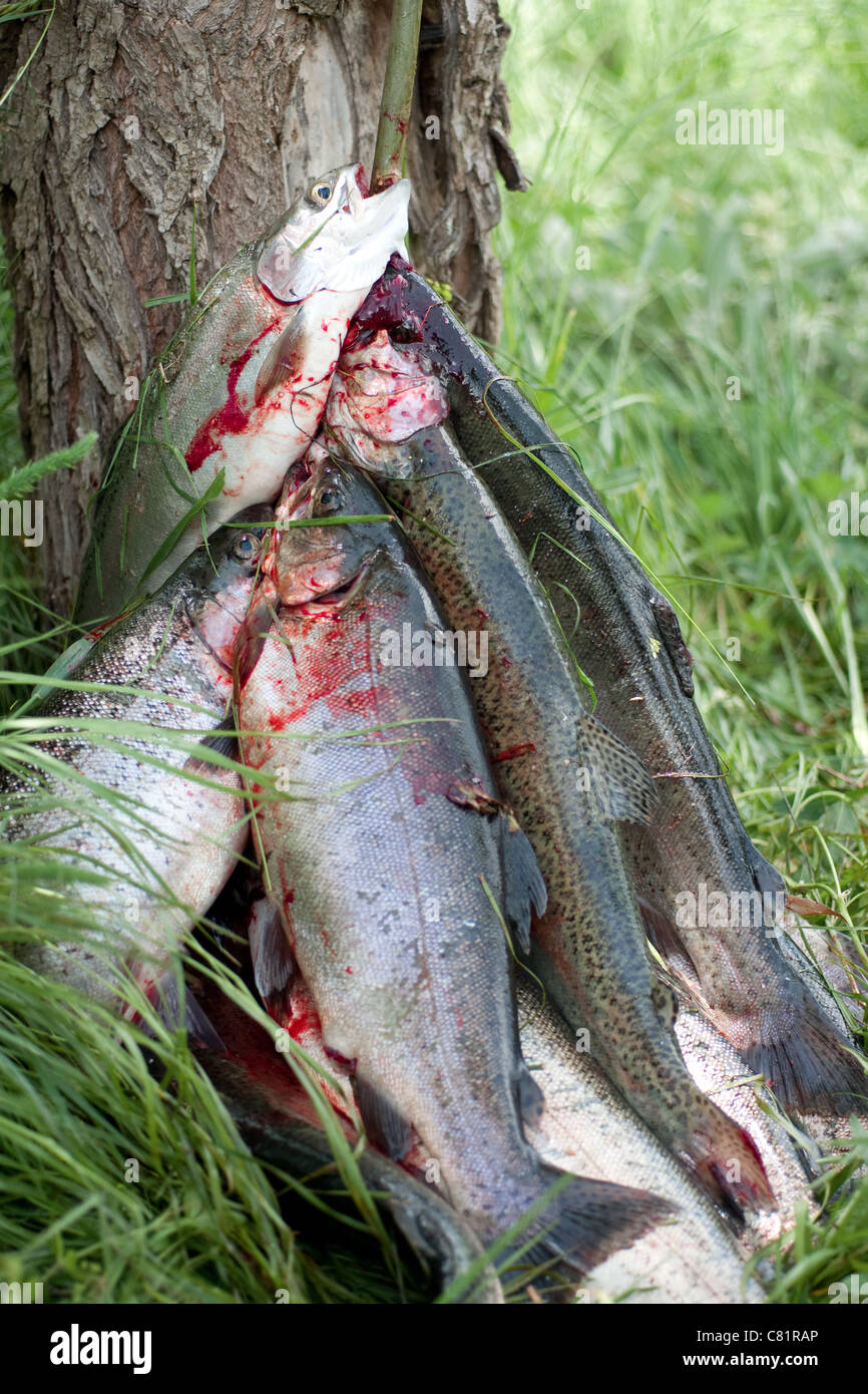 Killed fish bloody scene Stock Photo - Alamy