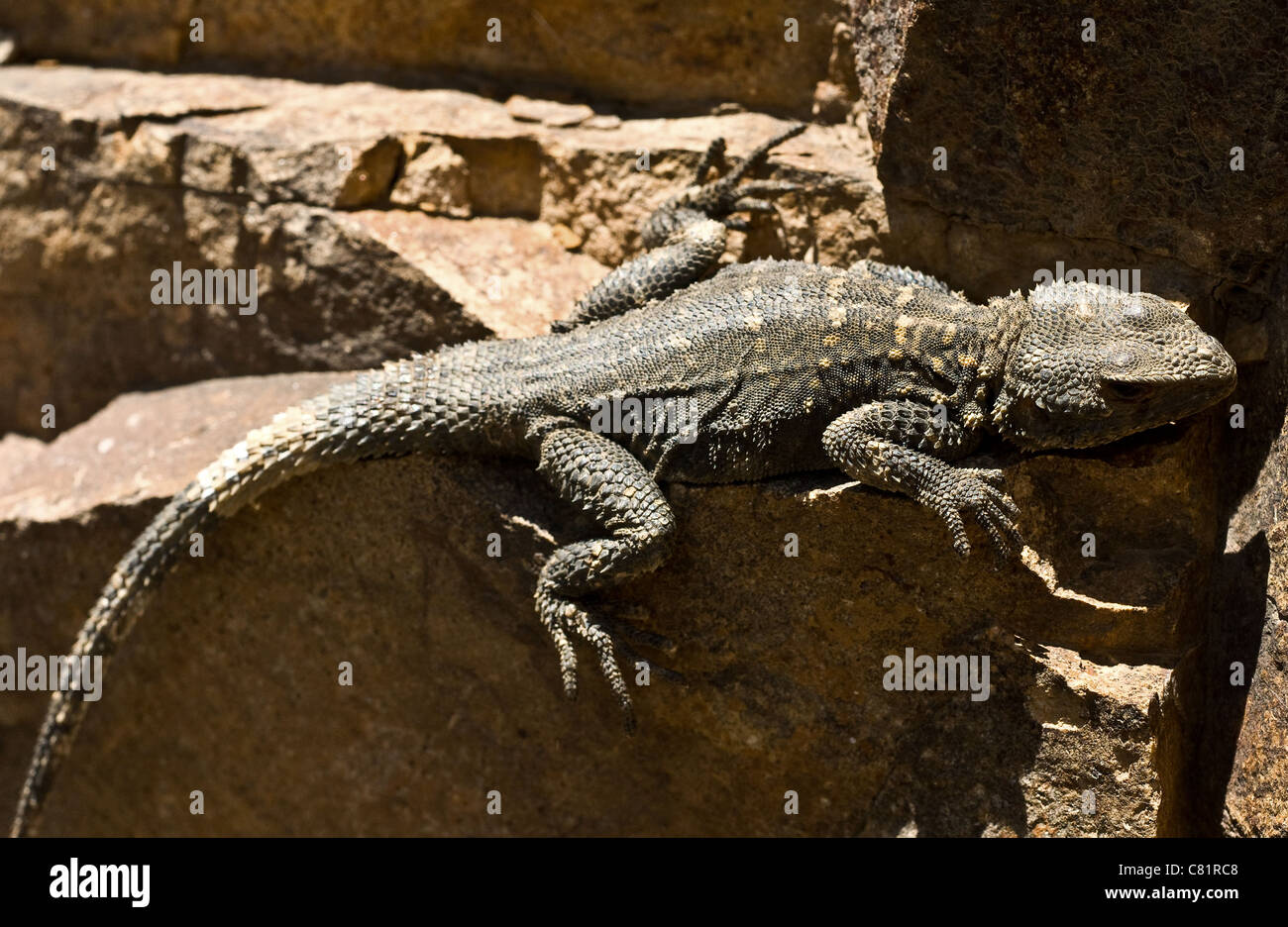 A lizard adhered to the stone under the sun Stock Photo - Alamy