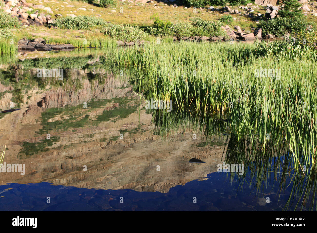 clear mountain pond with green reeds and mountain reflection Stock ...