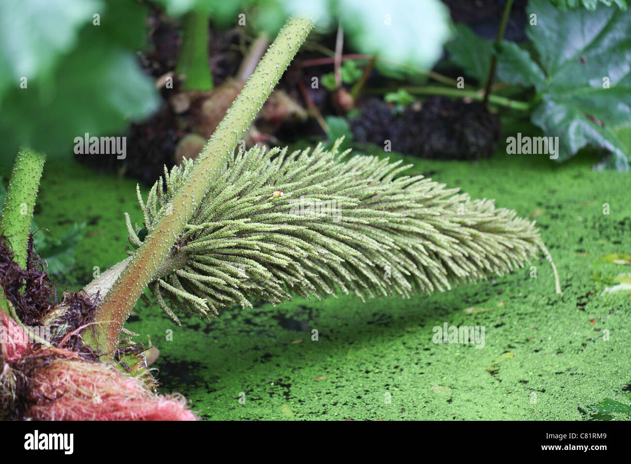 Gunnera flower over water Stock Photo - Alamy