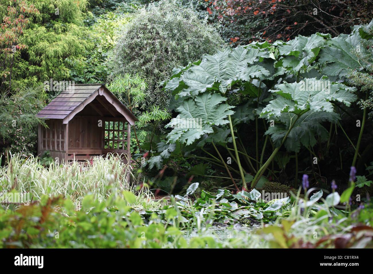 Lakeside seat by gunnera Stock Photo - Alamy
