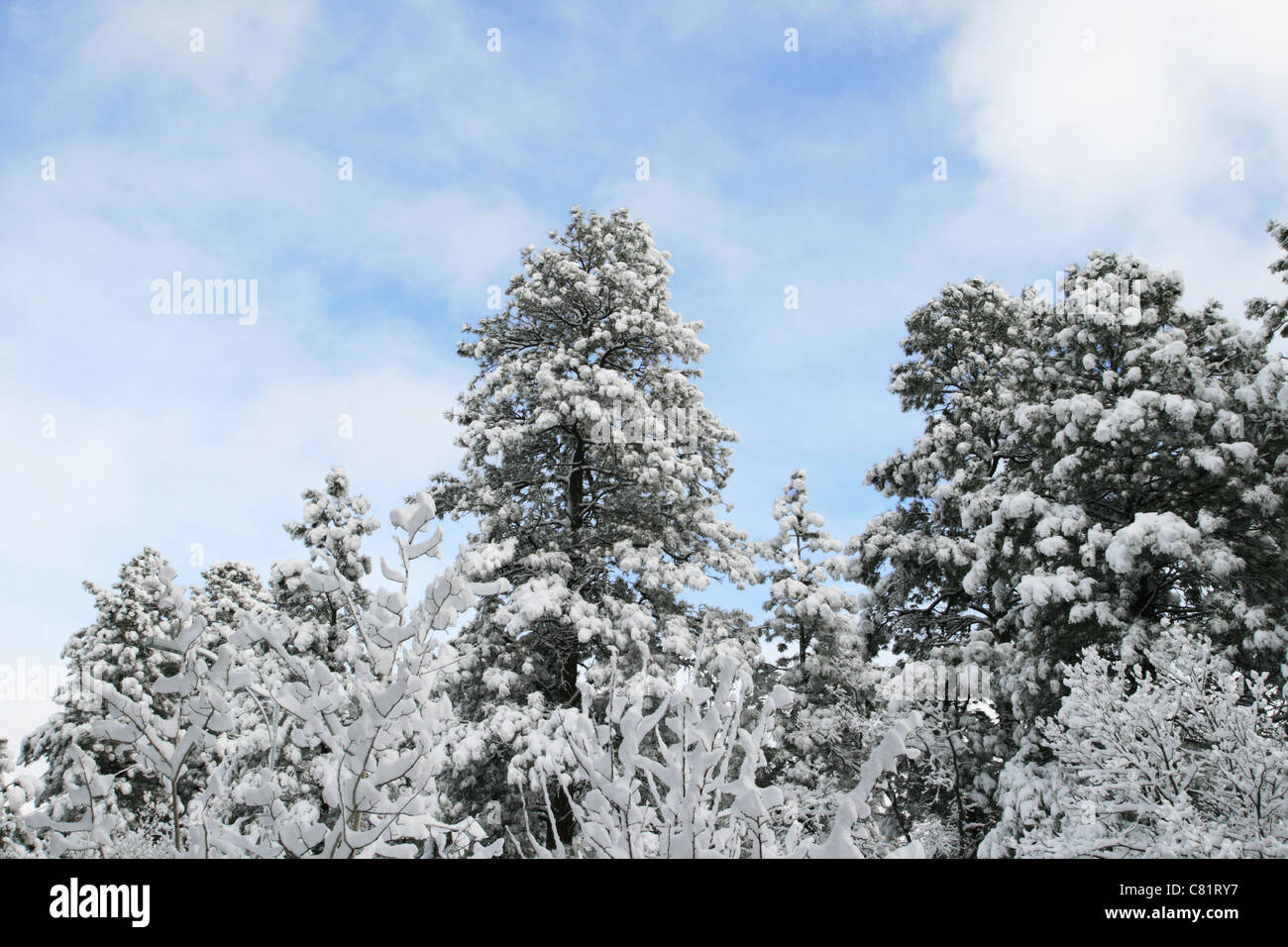 Snowy trees hi-res stock photography and images - Alamy