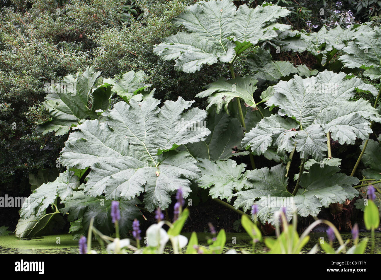 Large waterside plant hi-res stock photography and images - Alamy