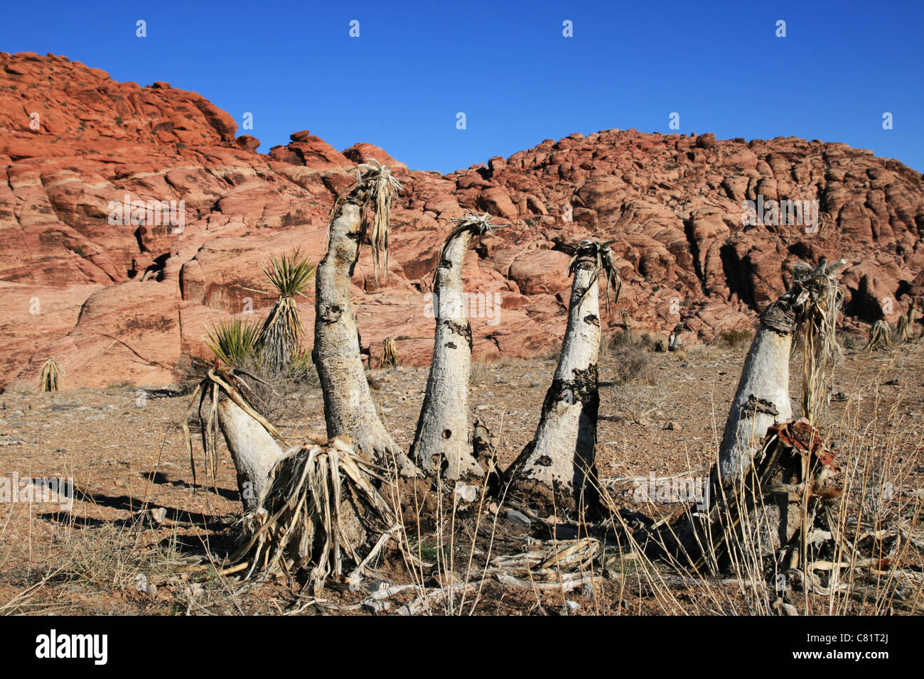 burned Banana yucca or Yucca baccata at red rocks, nevada Stock Photo ...
