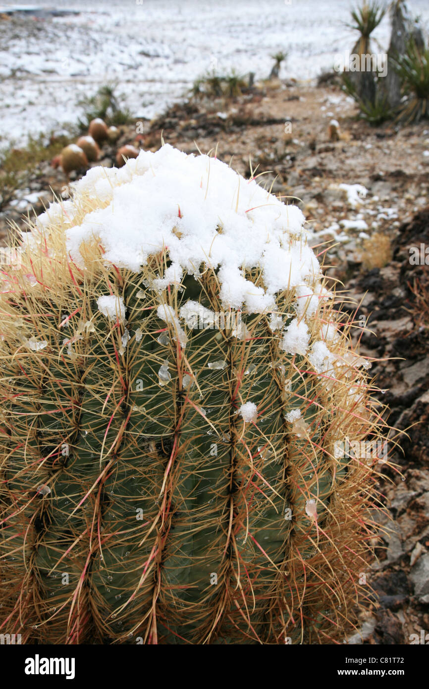 winter in the desert with a snowy barrel cactus Stock Photo - Alamy