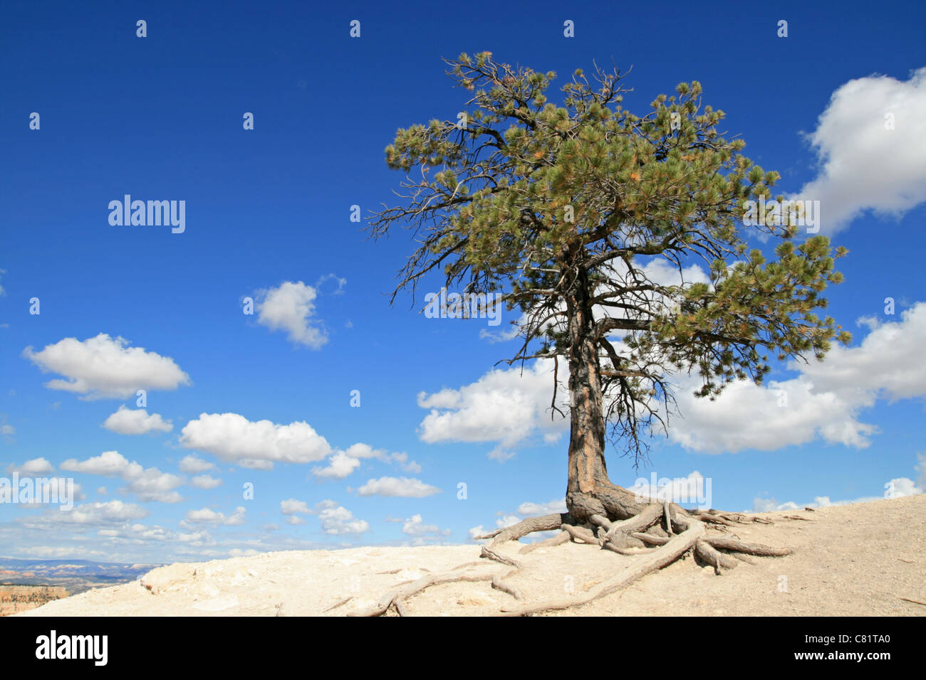 lone pine tree on the edge of a cliff with blue sky and clouds Stock ...