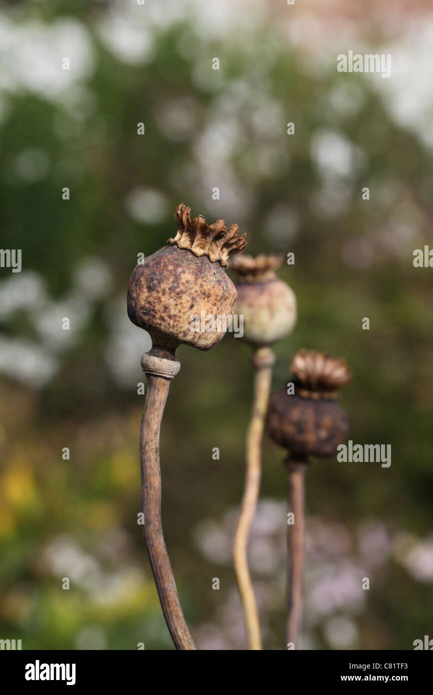 Poppy seed heads papaver somniferum Stock Photo - Alamy