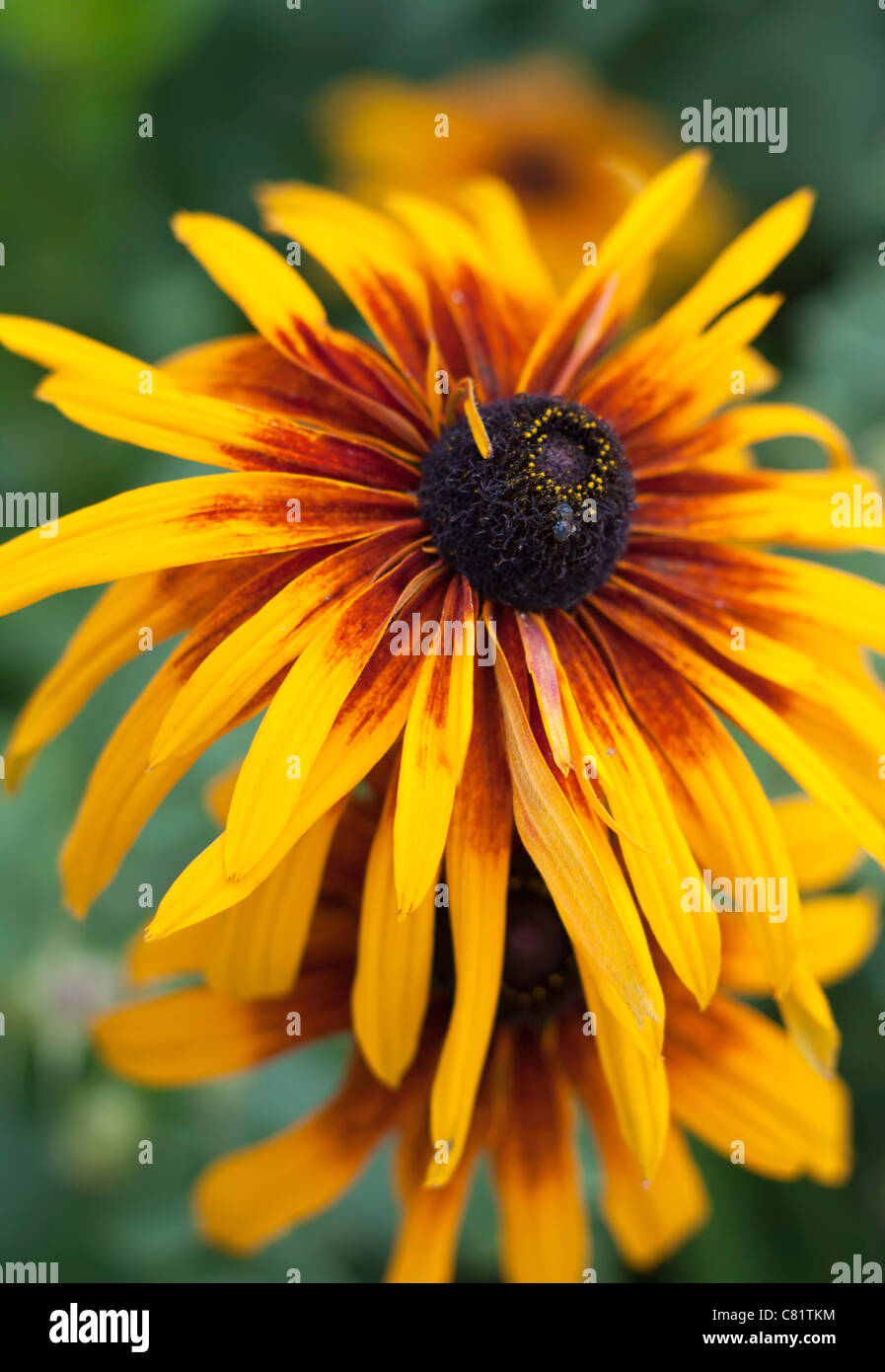 Gerbera . Blooming flowers in the garden Stock Photo - Alamy