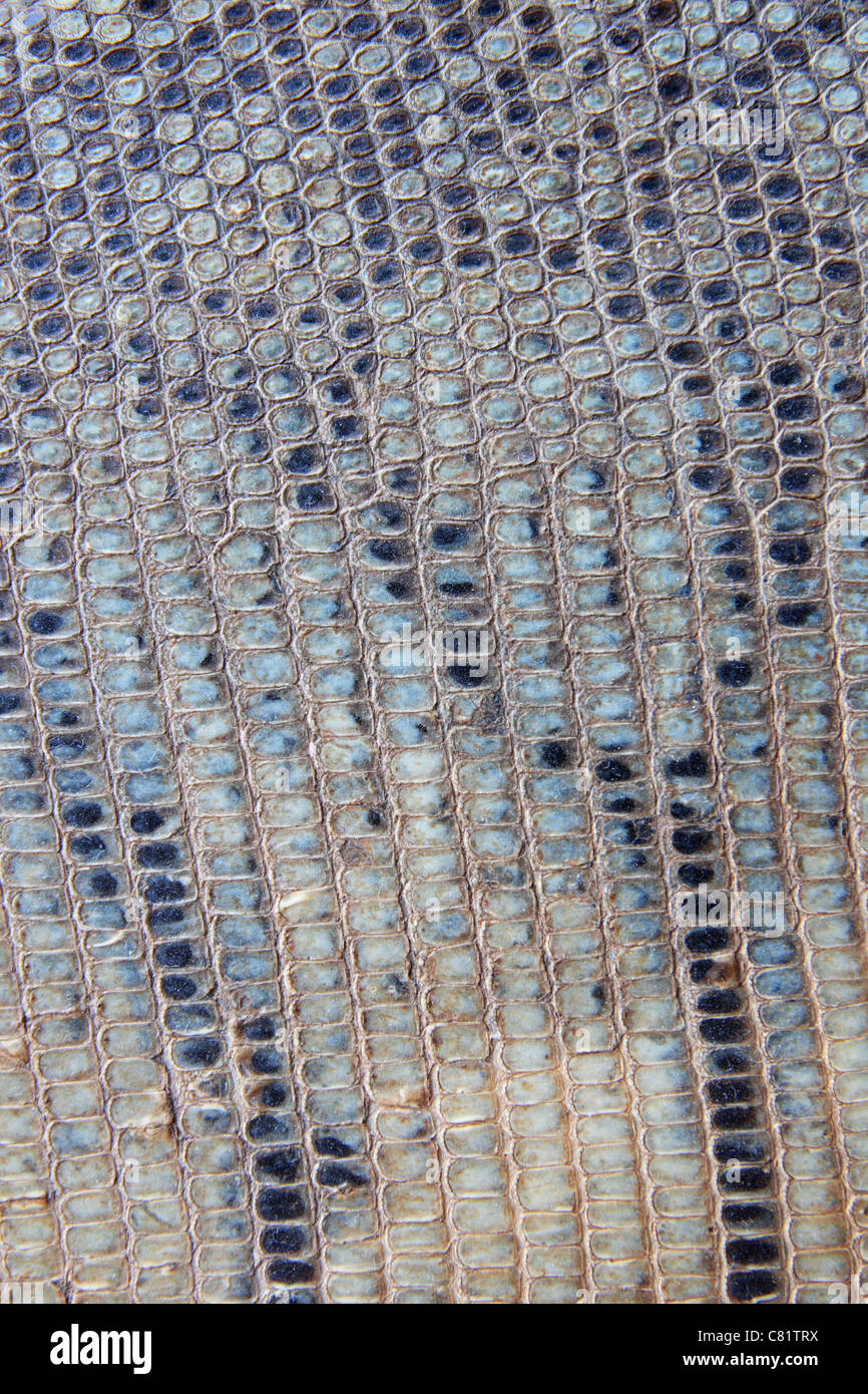 Snake skin background hi-res stock photography and images - Alamy