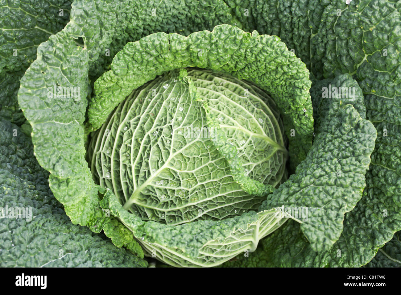 Crinkly cabbage hi-res stock photography and images - Alamy