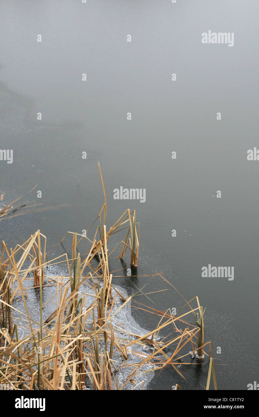 Reeds and a pond hi-res stock photography and images - Alamy
