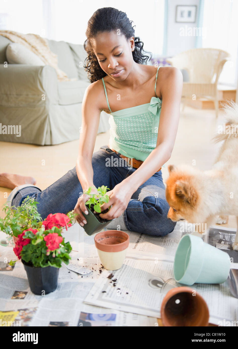 Pomeranian dog watching mixed race woman potting plants Stock Photo - Alamy