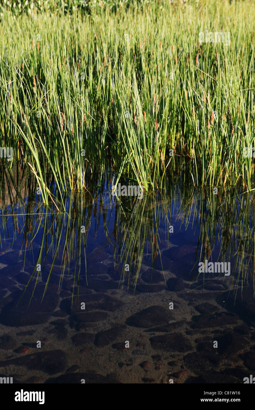 vertical image of clear mountain pond with green reeds and reflection ...