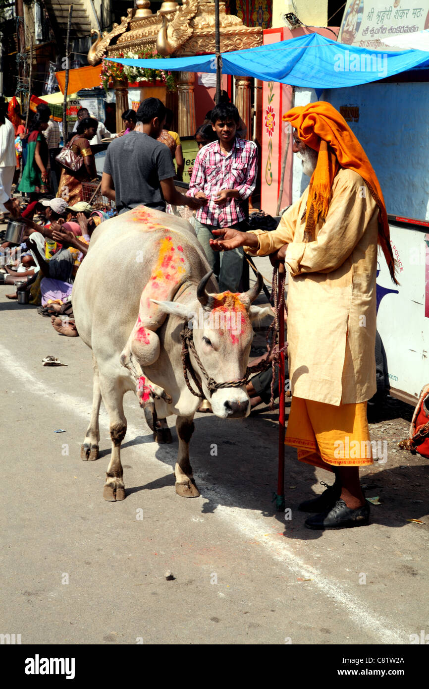 Cow india blessing hi-res stock photography and images - Alamy