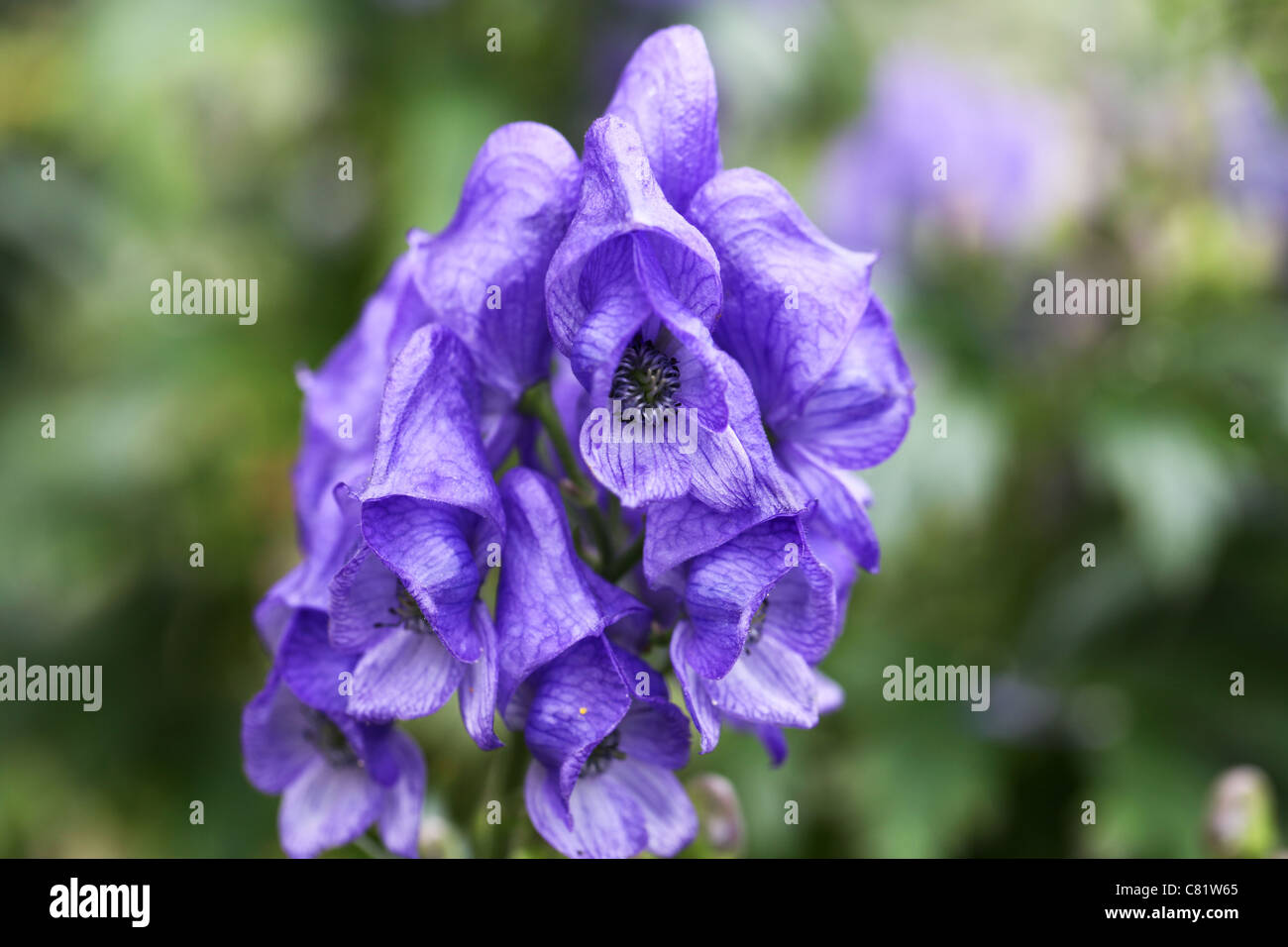 Tigers bane hi-res stock photography and images - Alamy