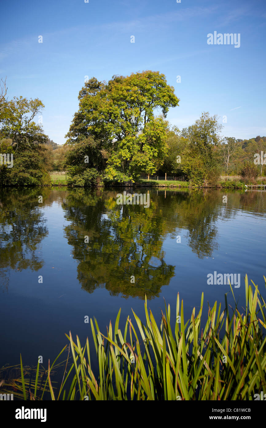 A tree and its reflection in the water of the River Thames, near to ...
