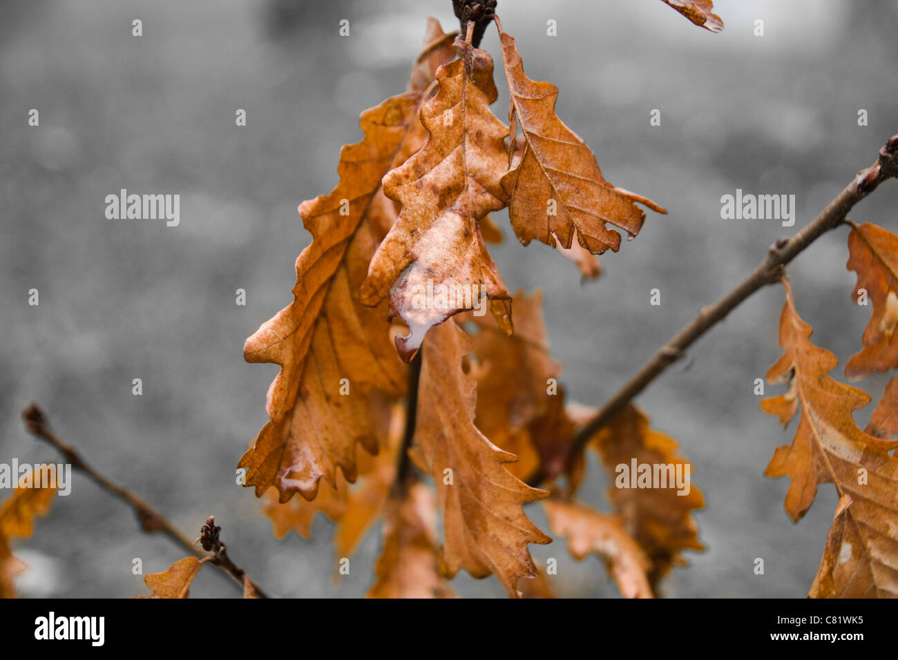 Withered autumn forest leaf Stock Photo - Alamy