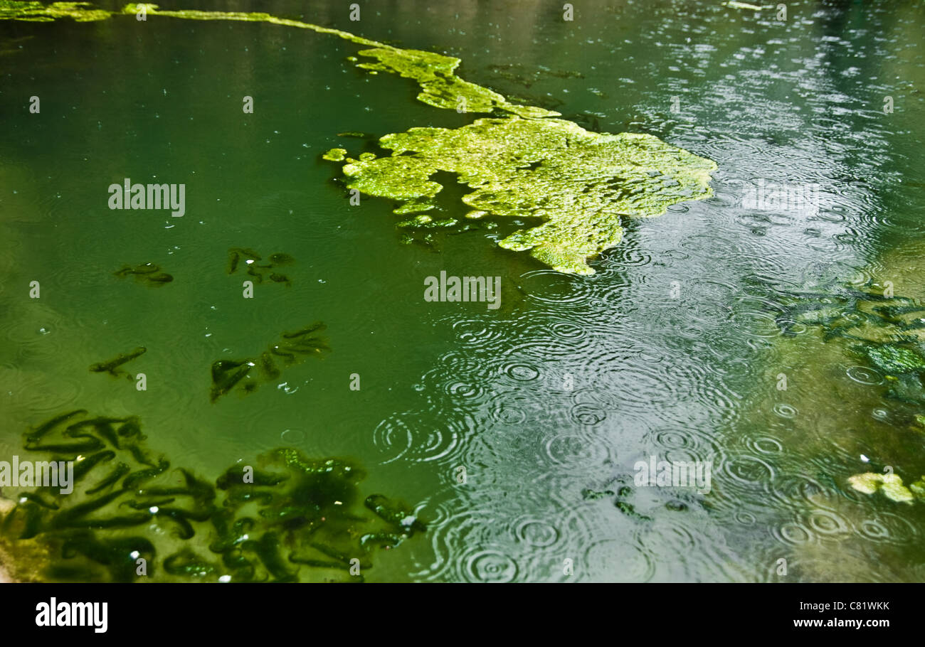 Different types of mosses on the water Stock Photo - Alamy
