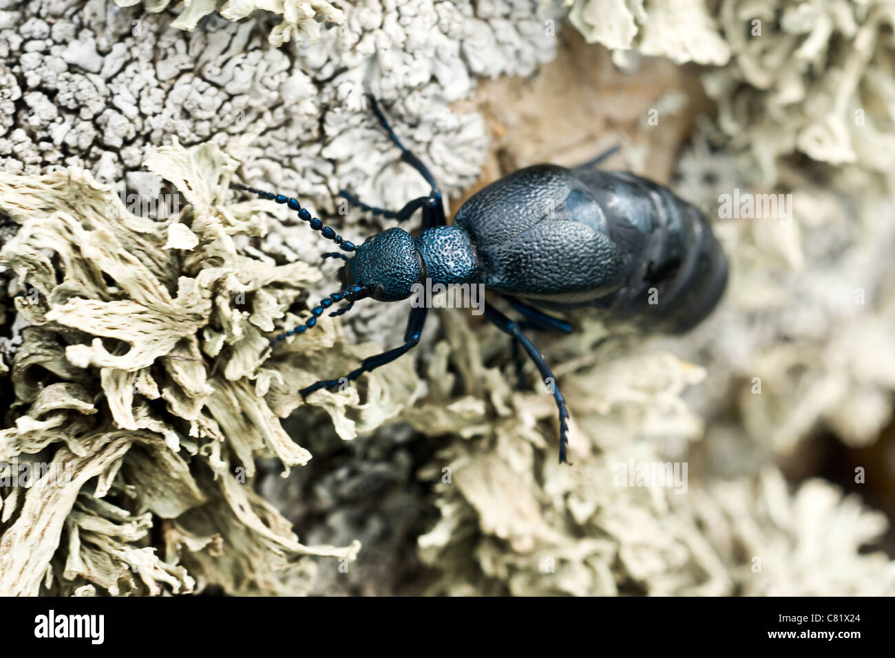 Insect with blue eyes hi-res stock photography and images - Alamy