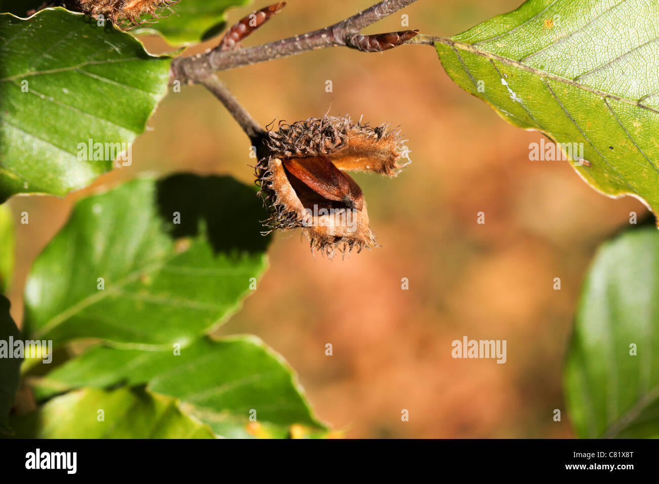 Beech mast hi-res stock photography and images - Alamy