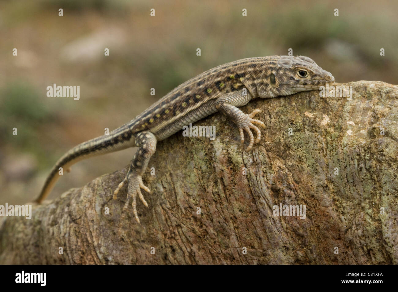 The mountain lizard in camouflage on the stone Stock Photo - Alamy