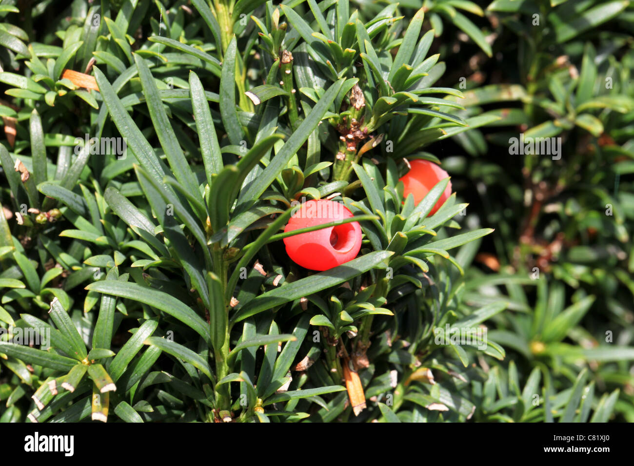 Yew berries Taxus baccata Stock Photo - Alamy