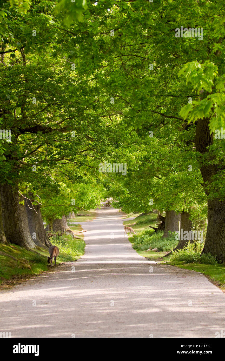 Deer grazing under a canopy of trees in Knole park England Stock Photo ...