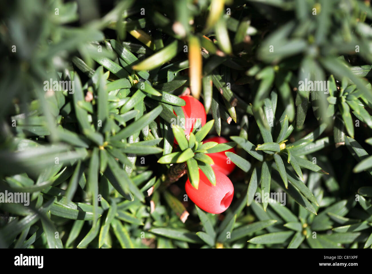 Yew berries Taxus baccata Stock Photo - Alamy