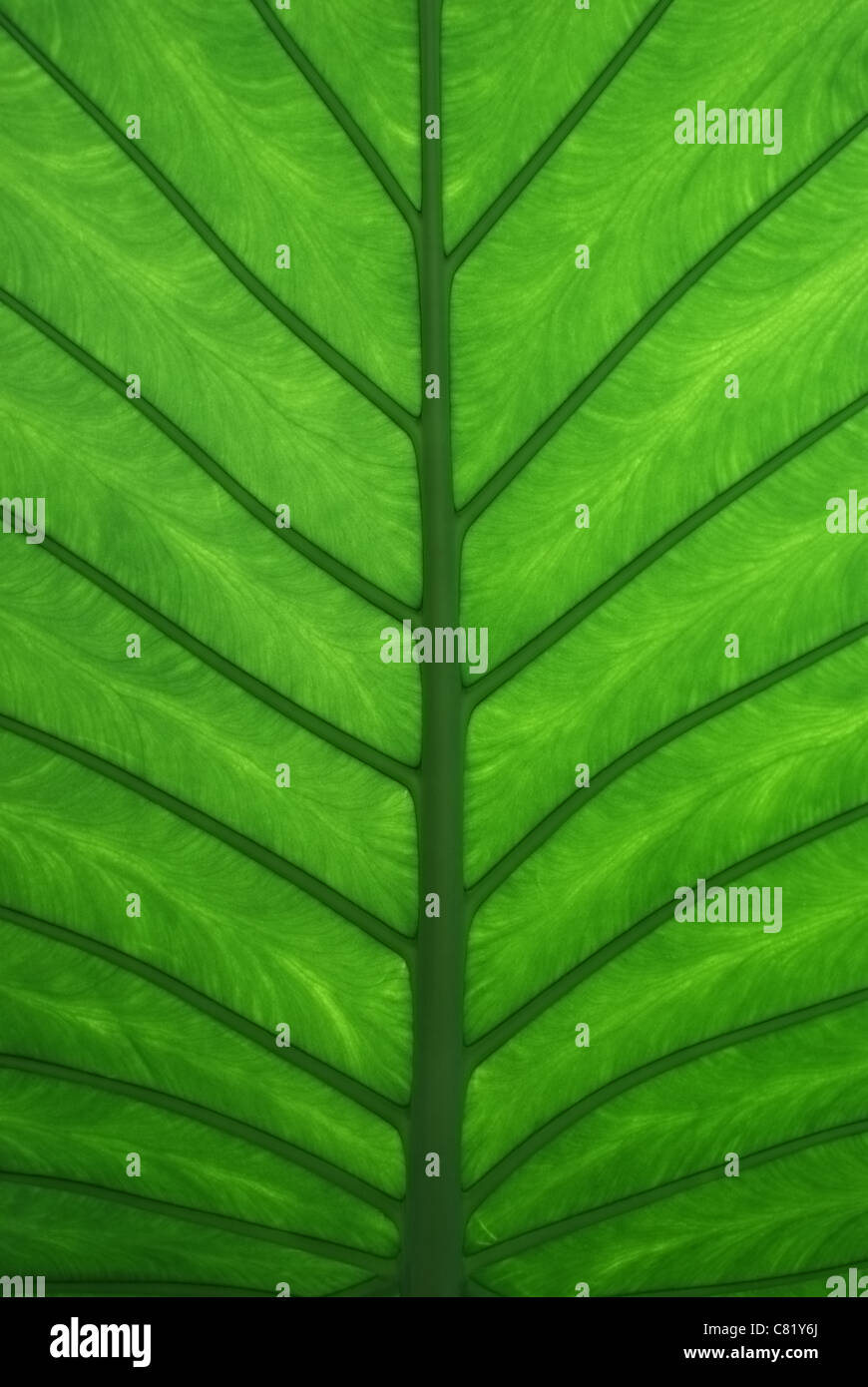 Tropical plant at the Eden Project Stock Photo - Alamy