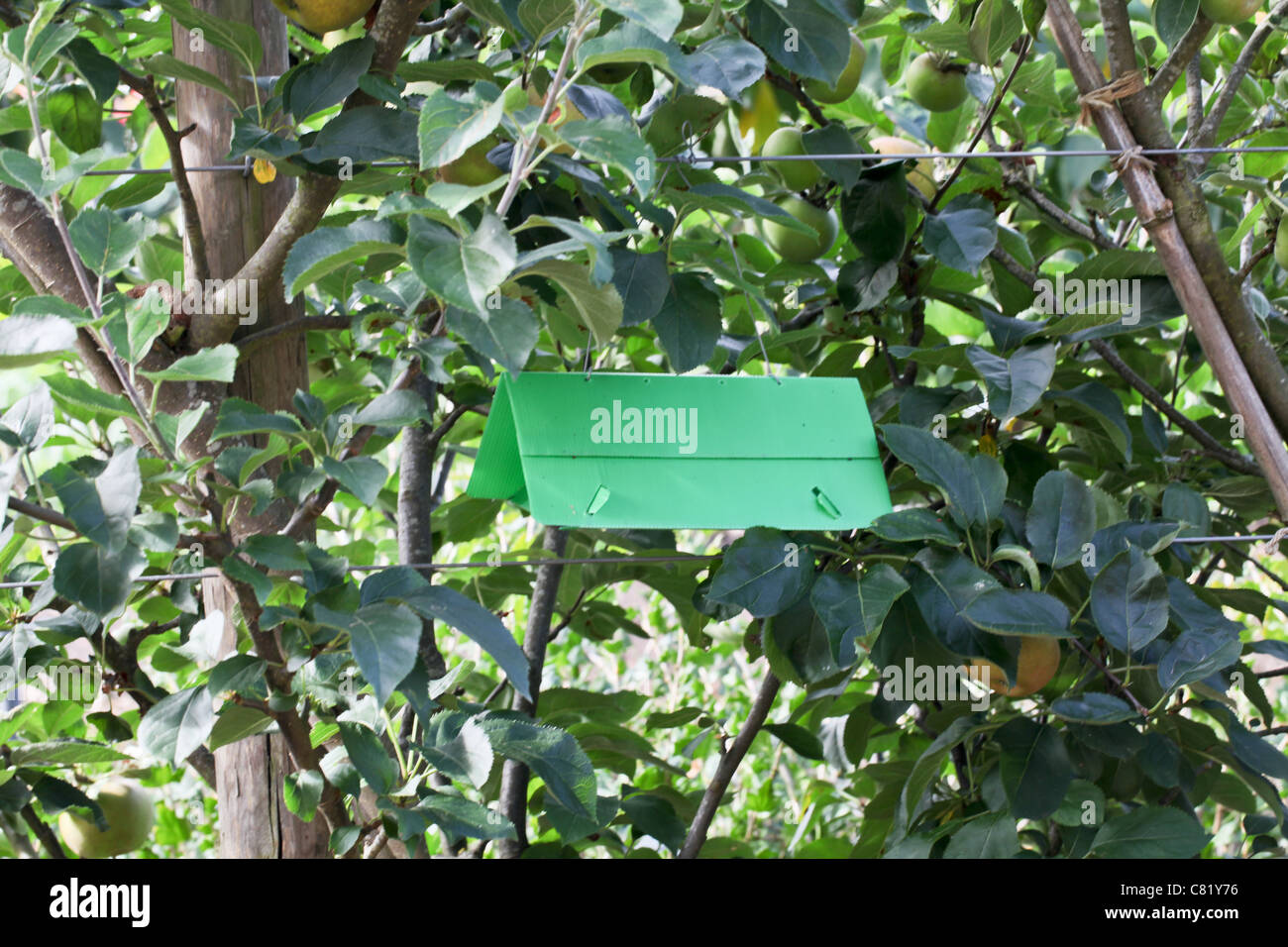 Codling moth hi-res stock photography and images - Alamy