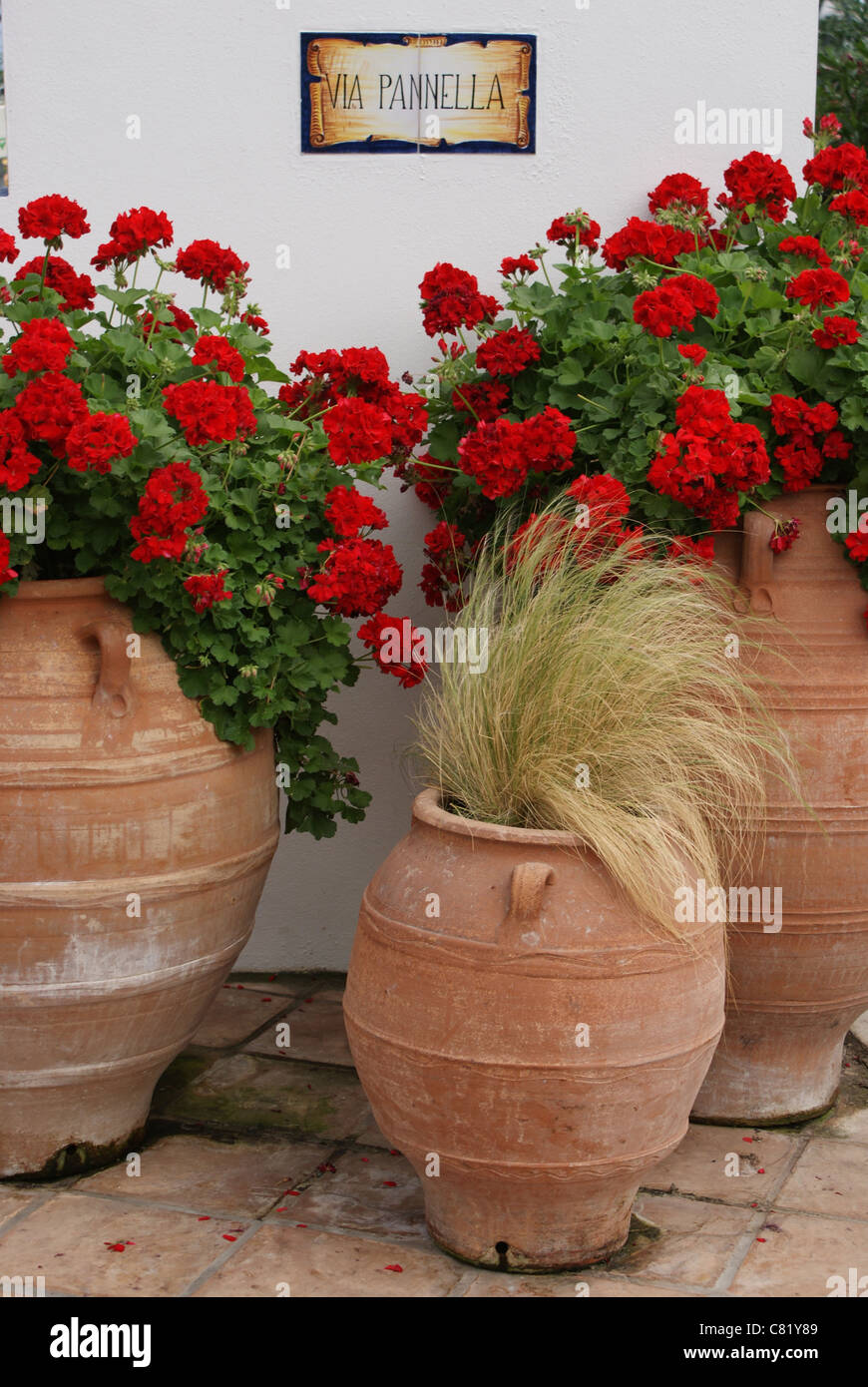 Geraniums in pots hi-res stock photography and images - Alamy