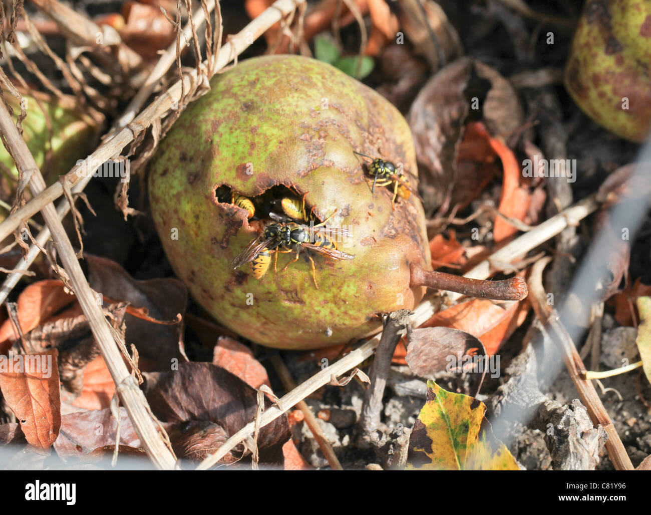 Wasps inside a pear Stock Photo - Alamy