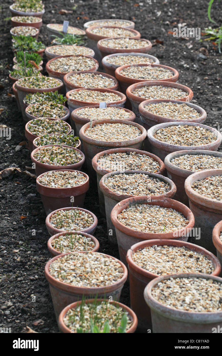 Rows of terracotta pots Stock Photo - Alamy