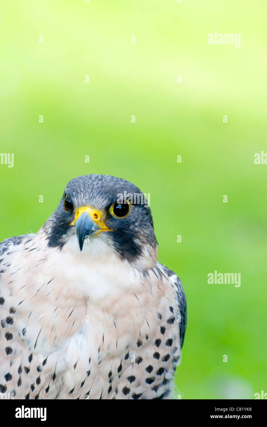 Eyes beak bird falcon hi-res stock photography and images - Alamy