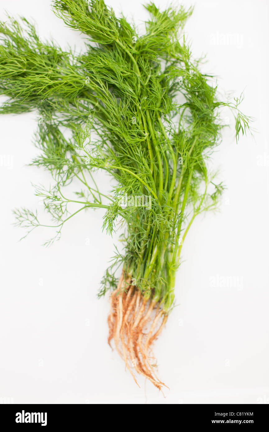 Roots view Cut Out Stock Images & Pictures - Alamy