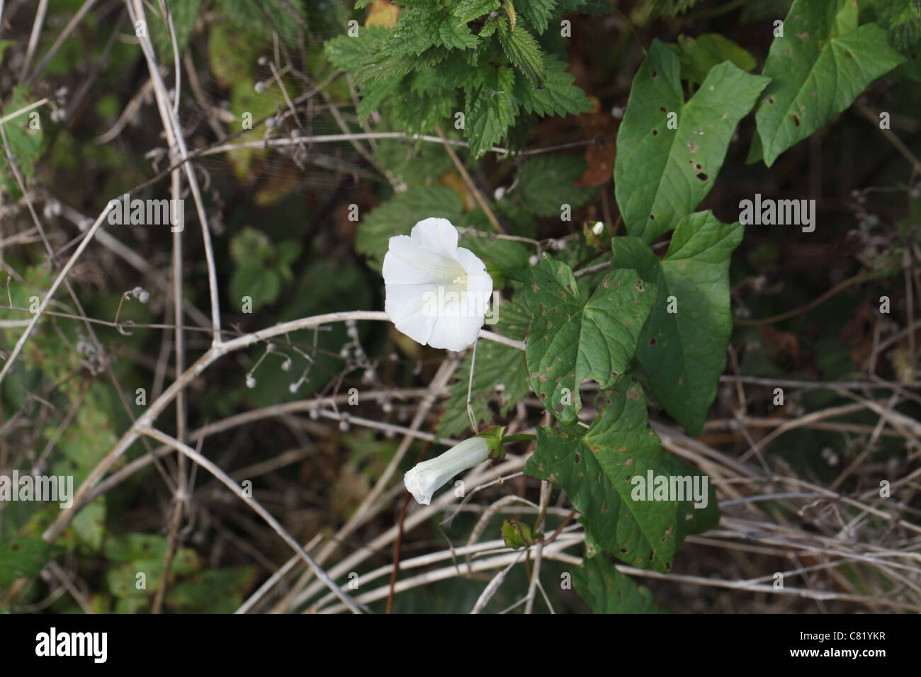 Twining weed hi-res stock photography and images - Alamy