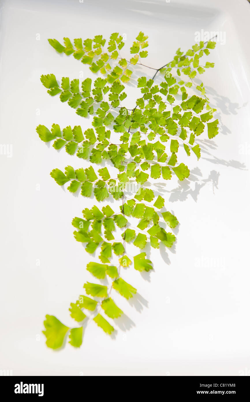 Delicate Queen Kimberly fern leaf Stock Photo - Alamy