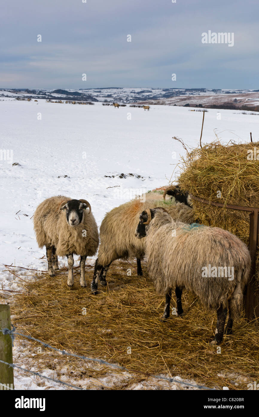 Sheep feeding on hay hi-res stock photography and images - Alamy