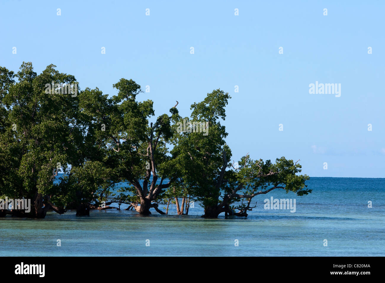 Madagascar Trees Mangrove in the water sea, Nosy Iranja Africa ...